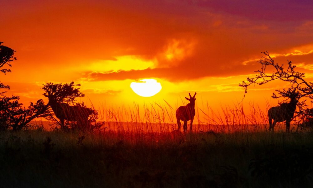 Kenya Archives | Etafeni Exclusive Travel